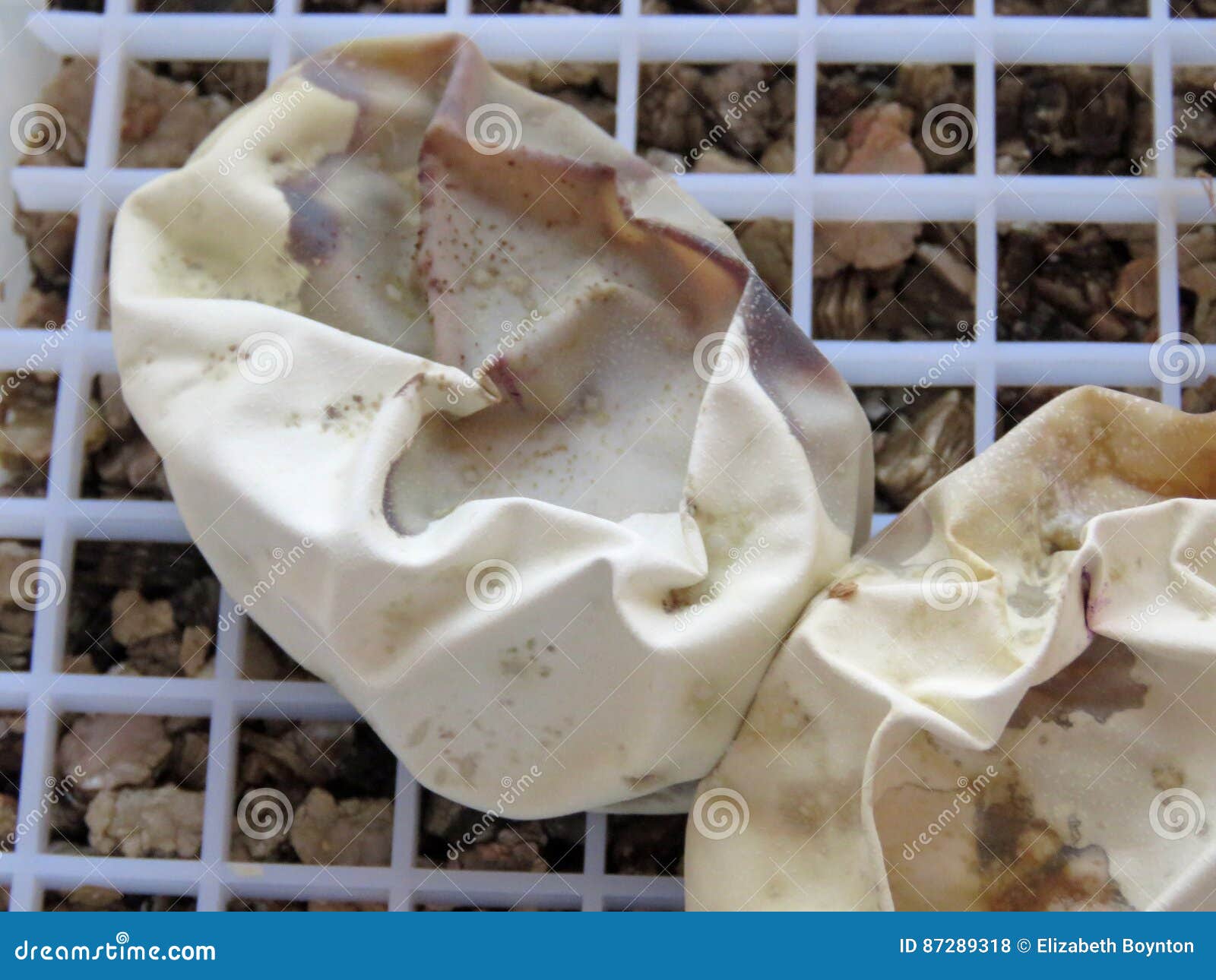 Royal / ball python eggs stock photo. Image of species - 87289318