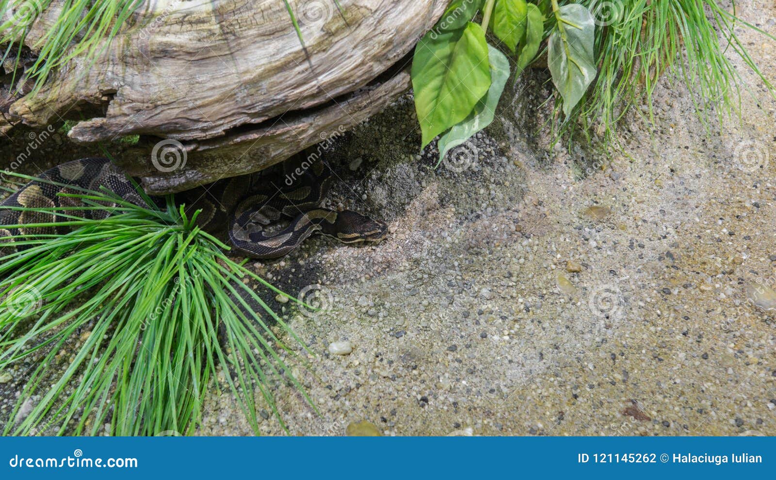 Royal Ball Python Hiding Behind a Log Stock Photo - Image of ball ...