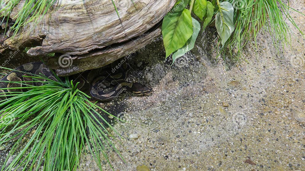Royal Ball Python Hiding Behind a Log Stock Photo - Image of ball ...