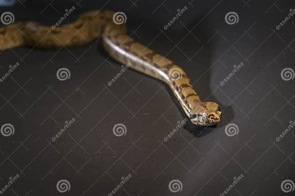 Royal or Ball Python snake stock image. Image of animal - 103938021