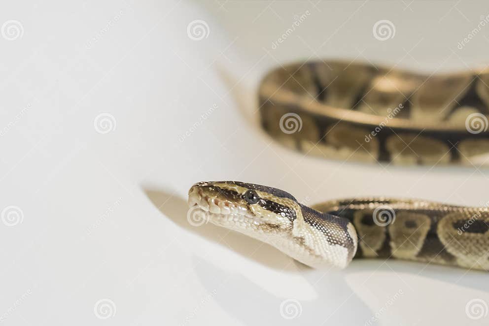 Royal or Ball Python snake stock image. Image of closeup - 103938085