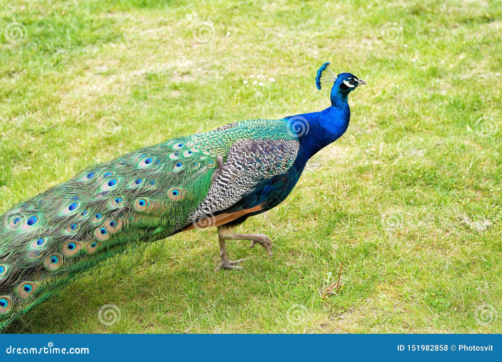 The Royal Beauty Of The Jungle Peacock Bird Peacock Or Male Peafowl