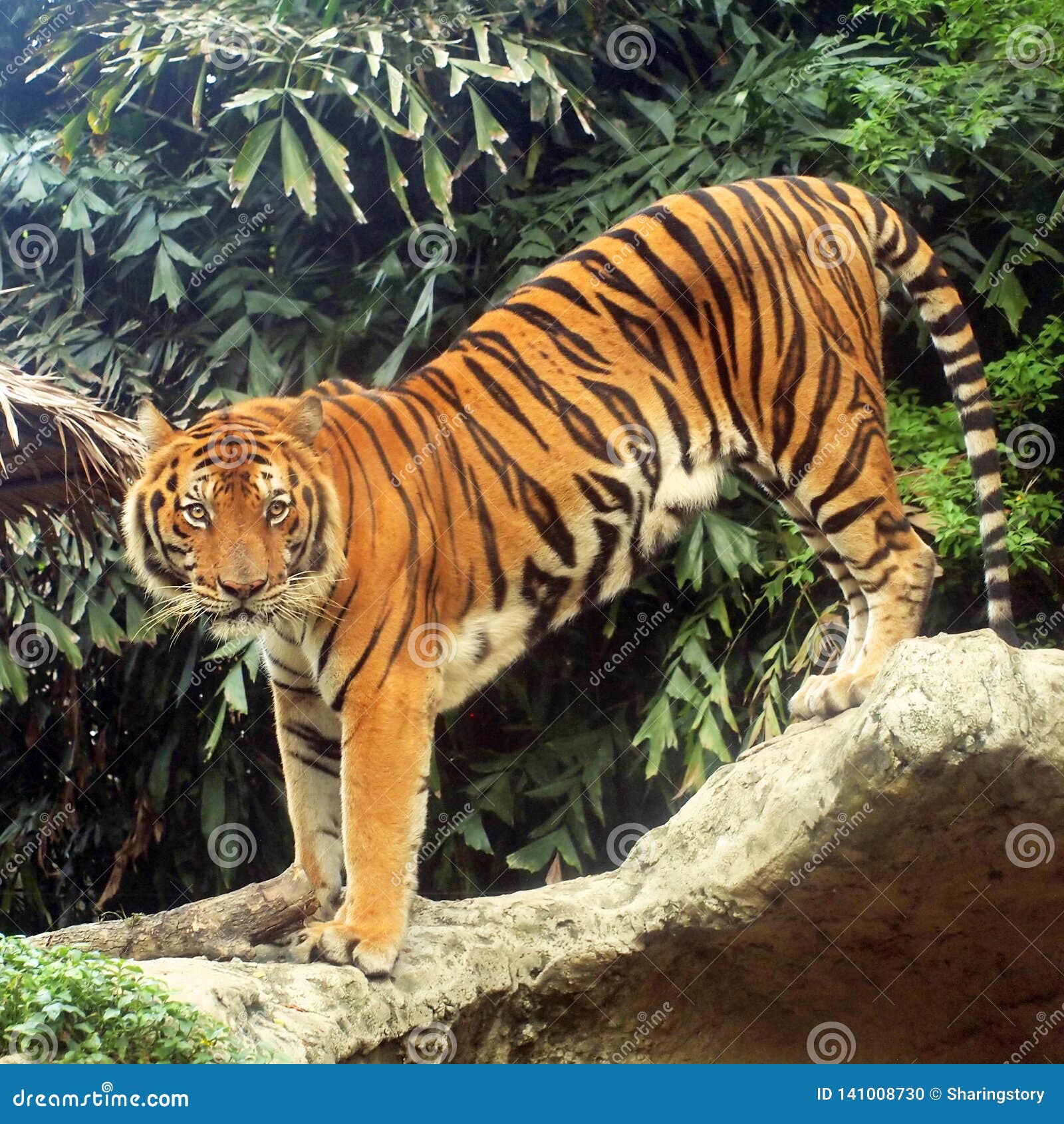 Royal bengal tiger stock photo. Image of beautiful, jungle - 141008730