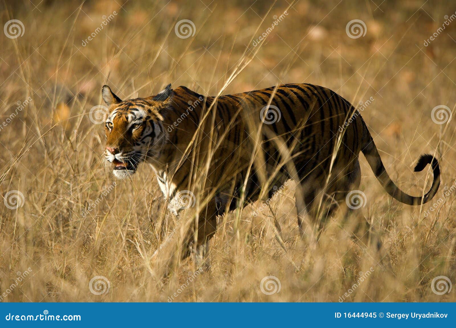 Royal Bengal Tiger Running