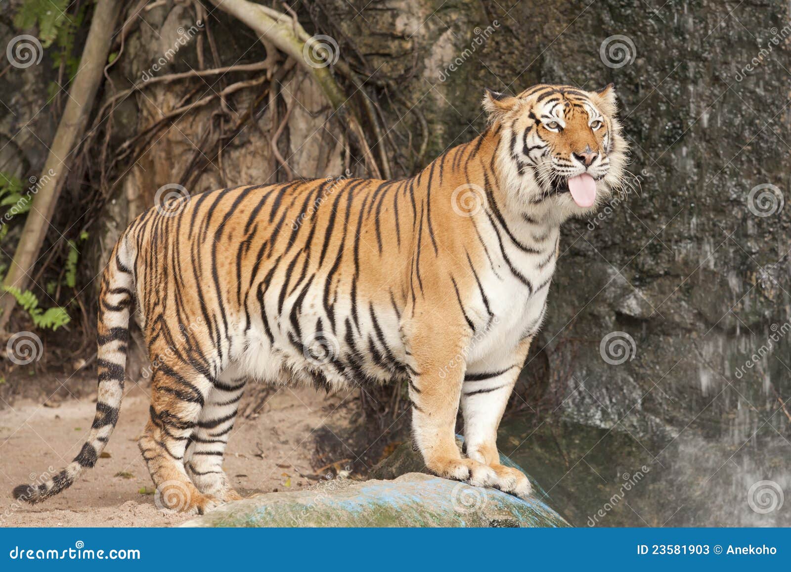 Royal Bengal Tiger On A Beautiful Golden Background. Amazing Tiger In ...