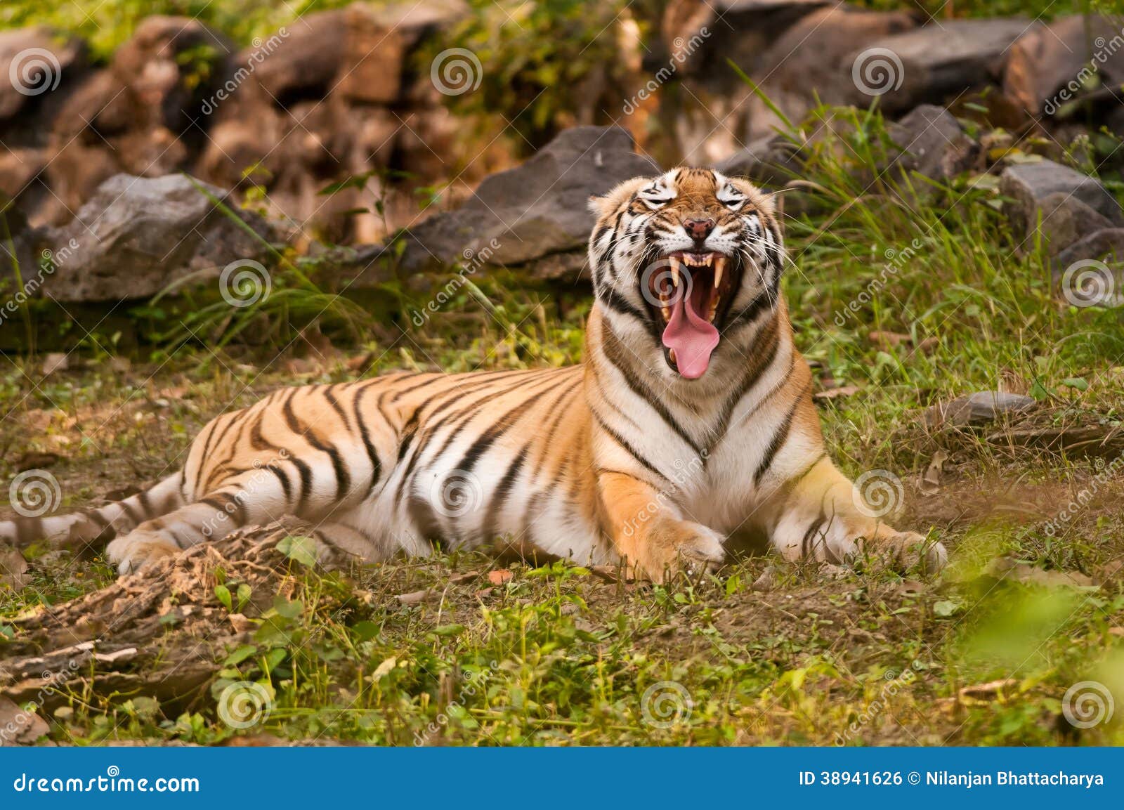Royal Bengal Tiger Posing. Stock Photography | CartoonDealer.com #221495060