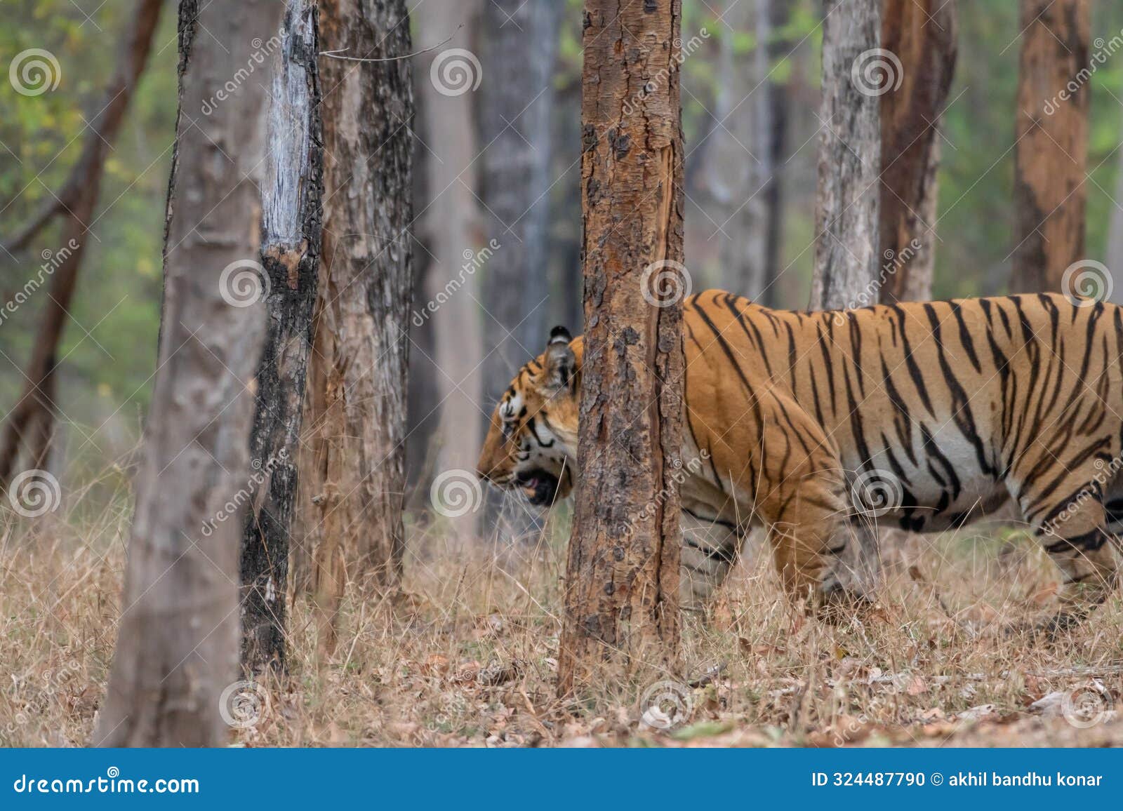 Royal Bengal Tiger Moving through Forest Floor in a Morning Stock Photo ...