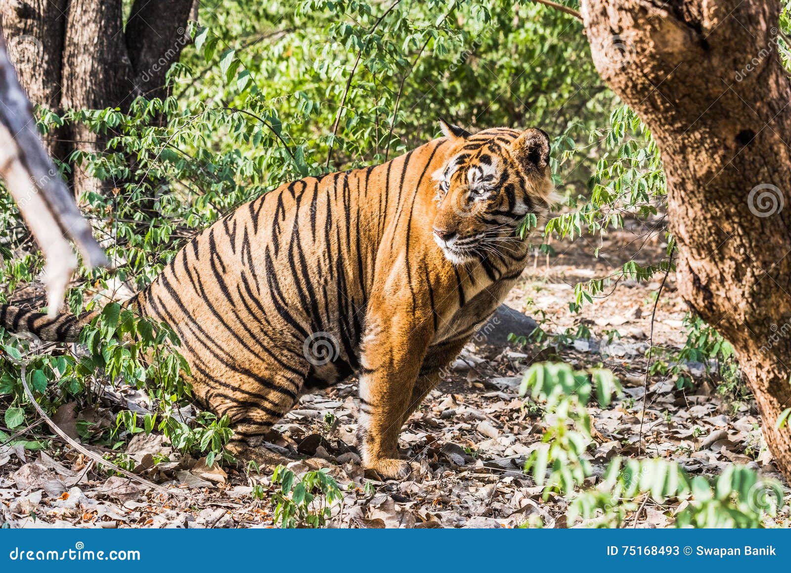 Royal Bengal Tiger Named Ustaad Stock Image - Image of beauty, tigris ...