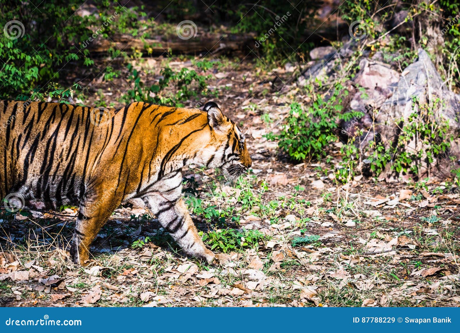 Royal Bengal Tiger Named Ustaad Walking Stock Image - Image of outdoor ...