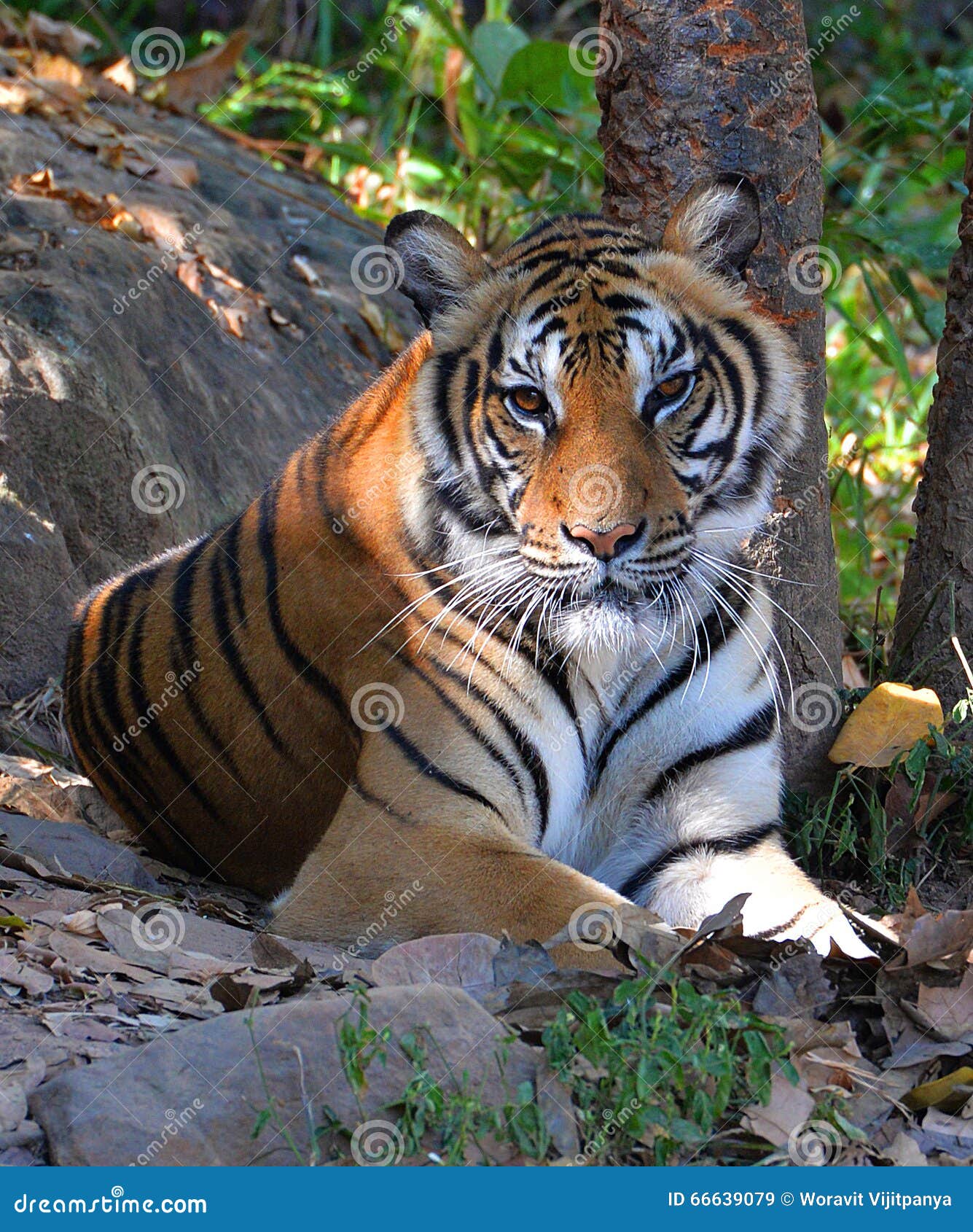 Royal Bengal Tiger relax stock image. Image of nature - 66639079
