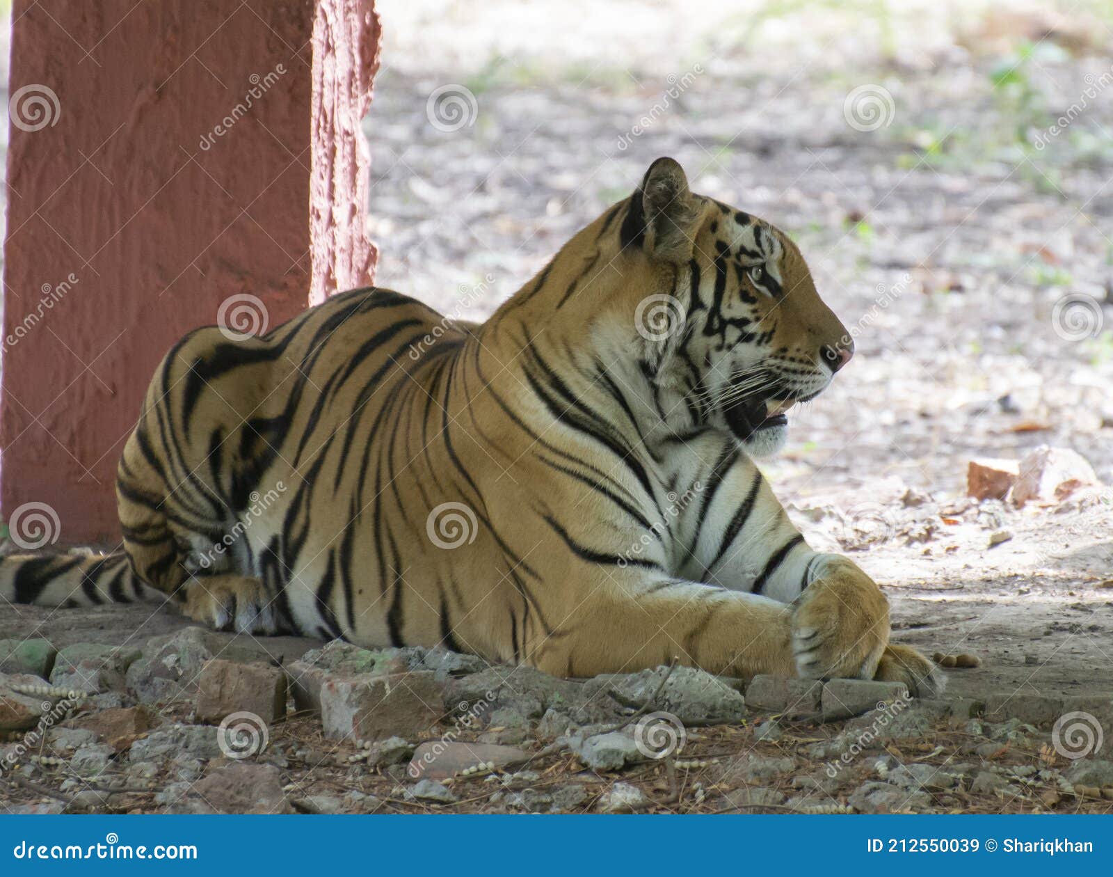 Royal Bengal Tiger Resting in the Shade of Tree Stock Image - Image of ...