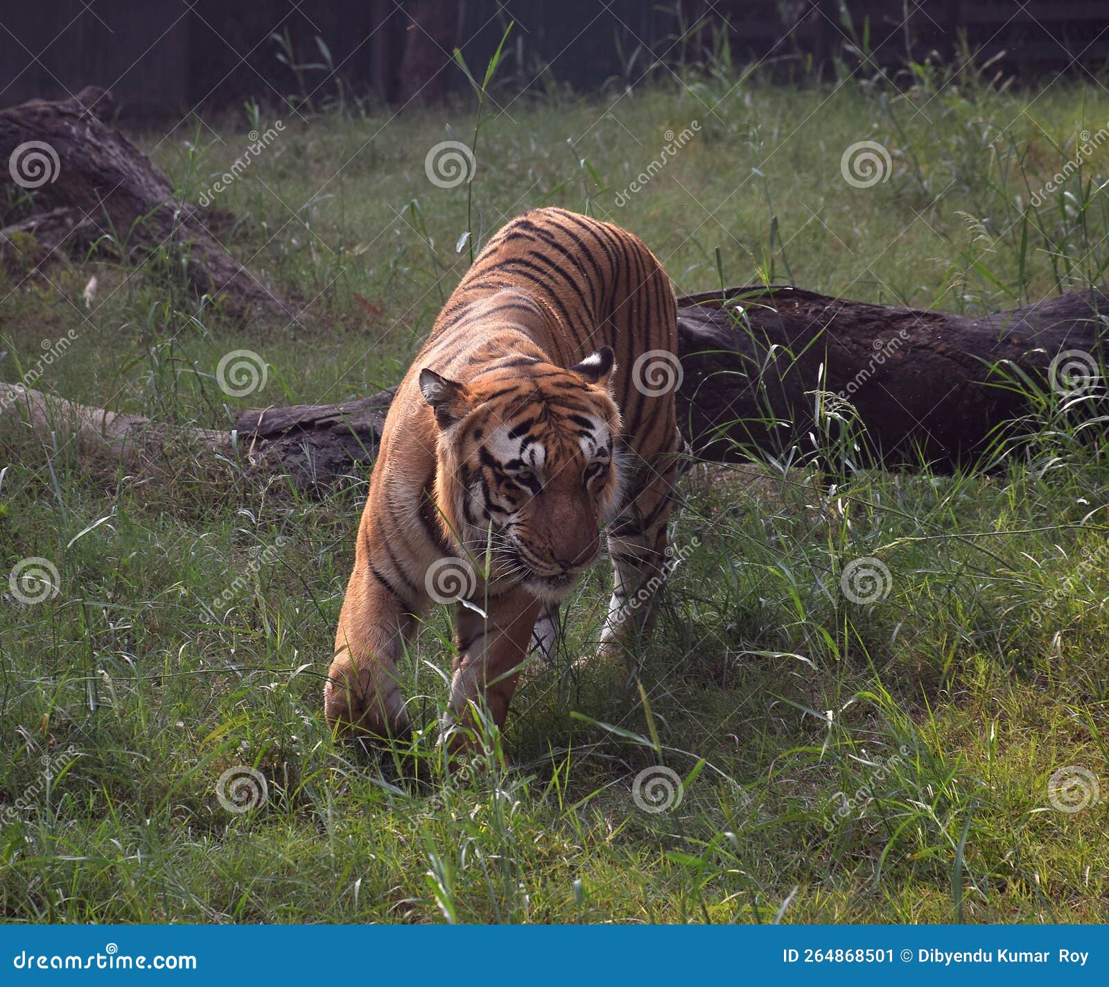 Royal Bengal tiger roaming stock image. Image of nature - 264868501 Royal Bengal tiger roaming stock image. Image of nature - 264868501