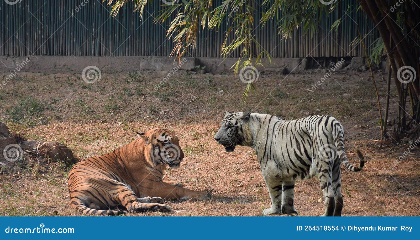 Royal Bengal Tiger with White Tiger Stock Photo - Image of leopard ...
