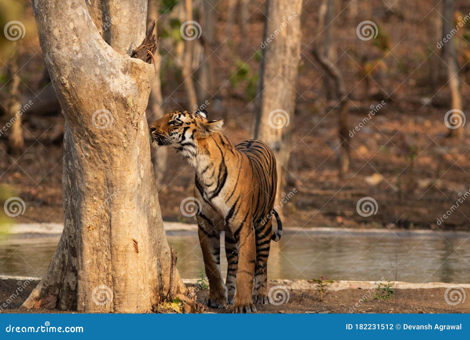 Tiger Smelling Tree Stock Photos - Free & Royalty-Free Stock Photos ...