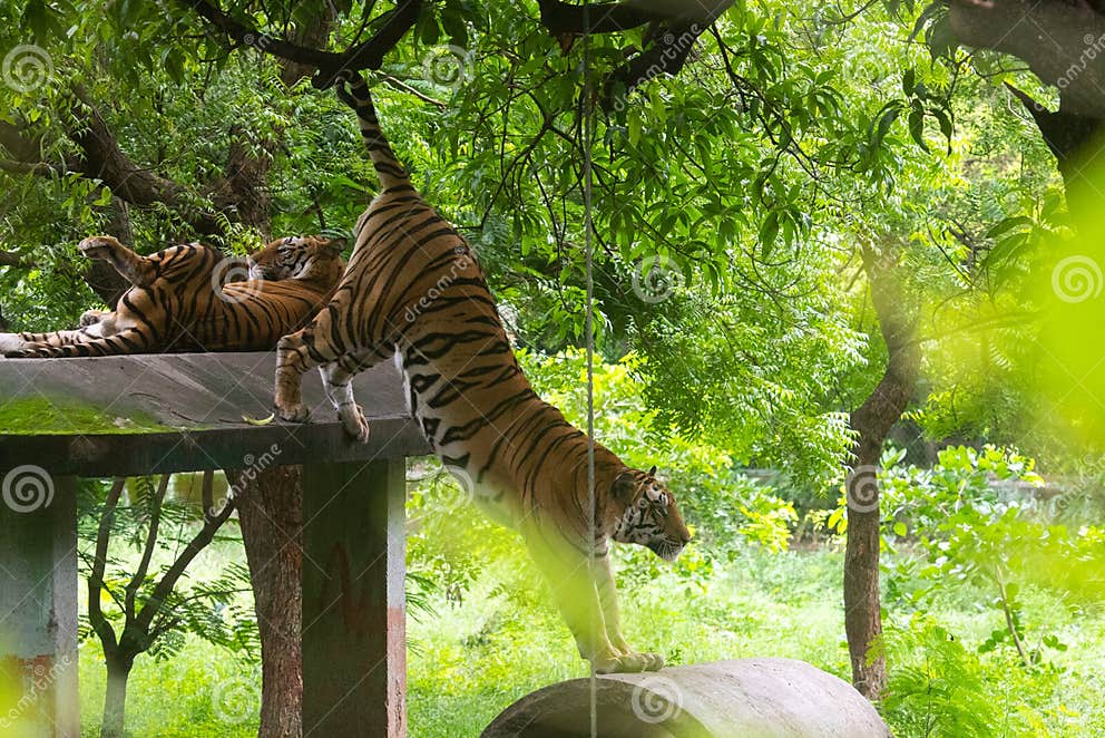 Royal Bengal Tiger Stretching Stock Photo - Image of india, safari ...