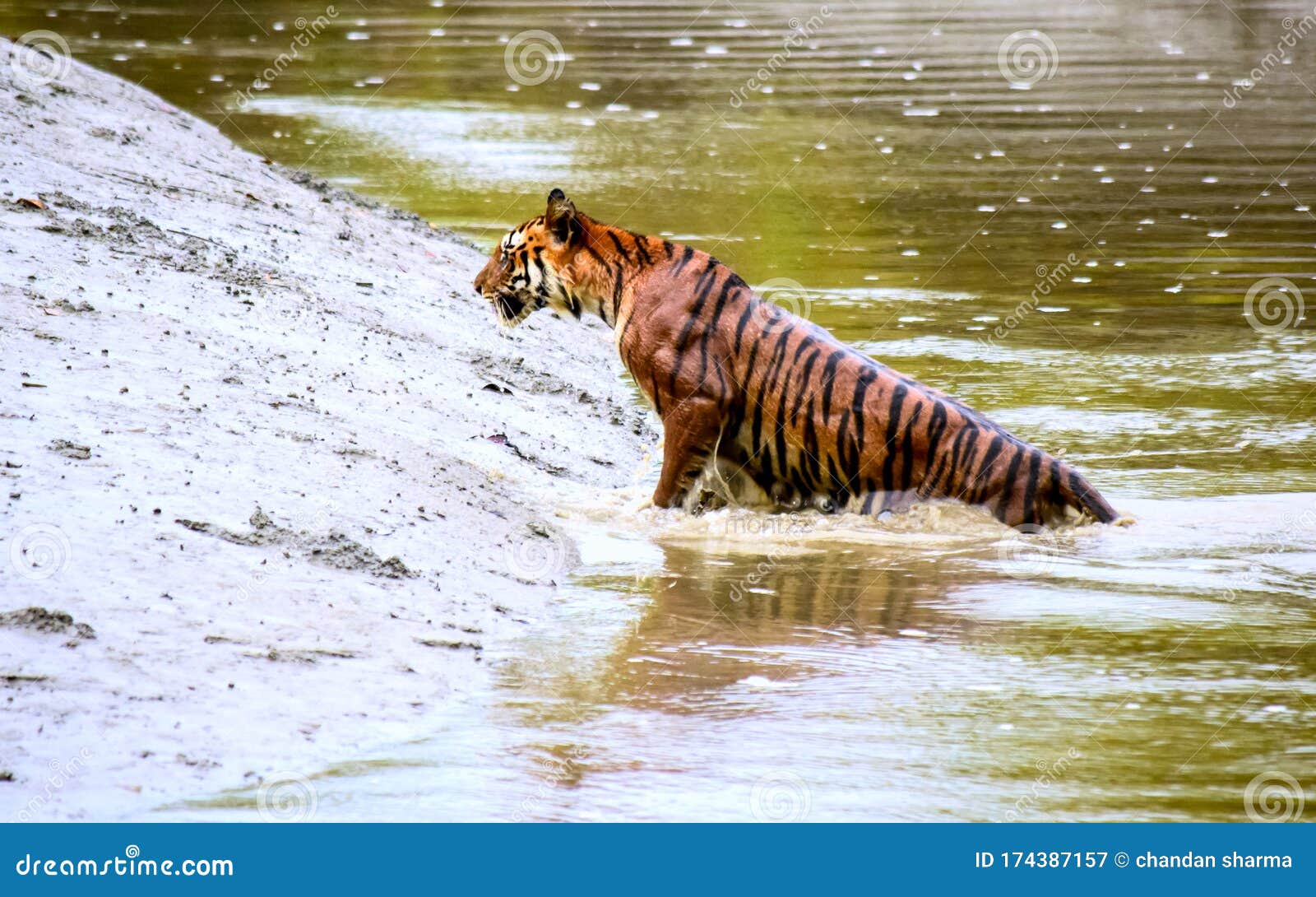 Royal Bengal Tiger of Sundarban Stock Image - Image of royal, bigcat ...