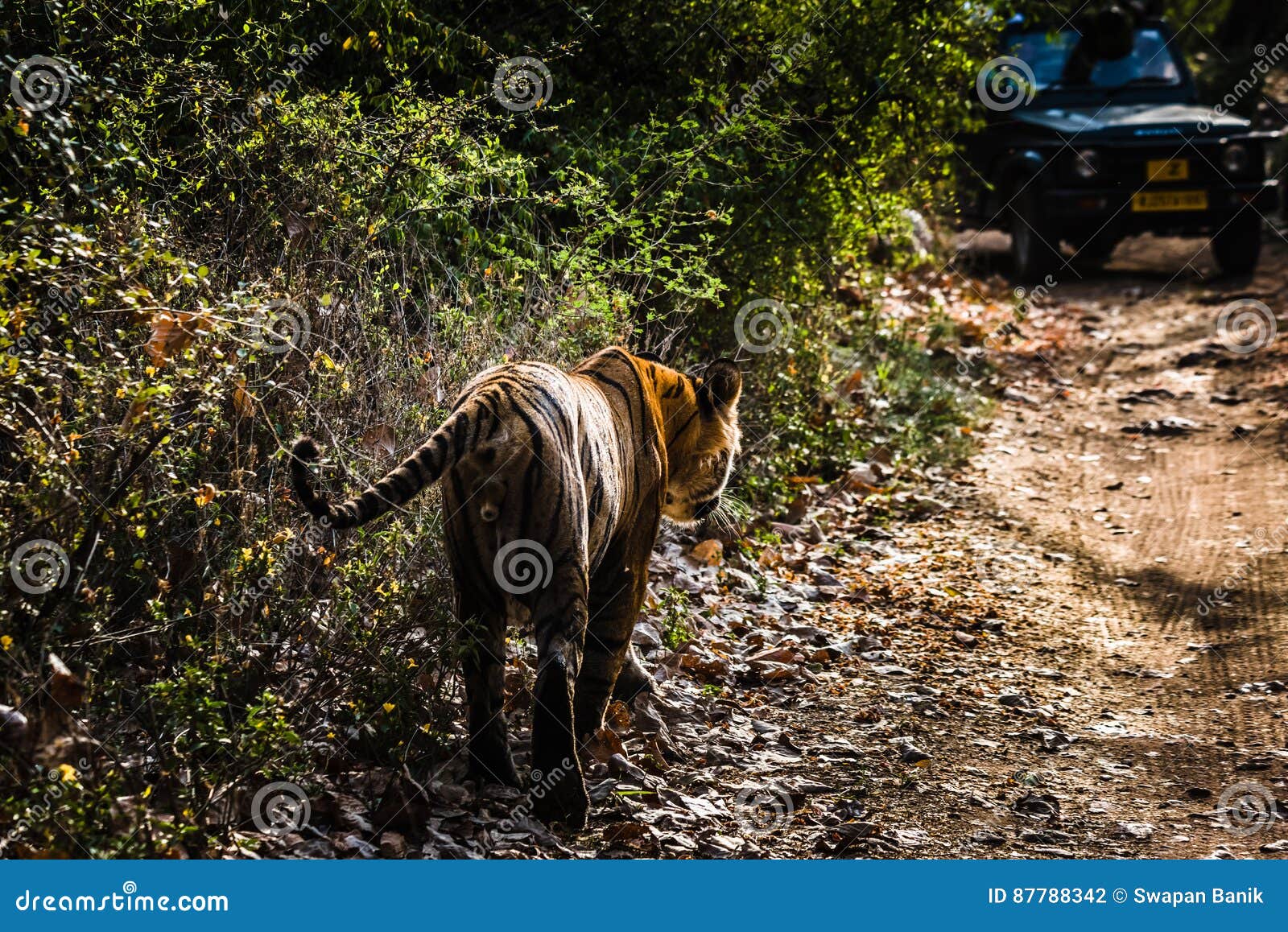 Royal Bengal Tiger T-24 Ustaad Stock Photo - Image of face, outdoors ...