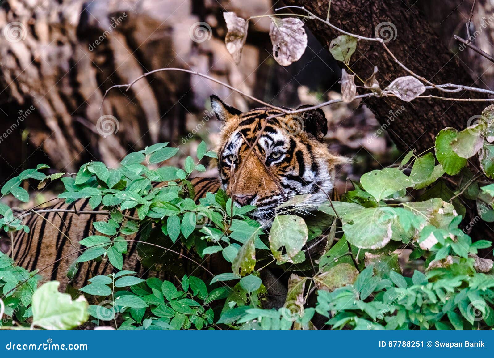 Royal Bengal Tiger T-24 Ustaad Stock Image - Image of aggression ...