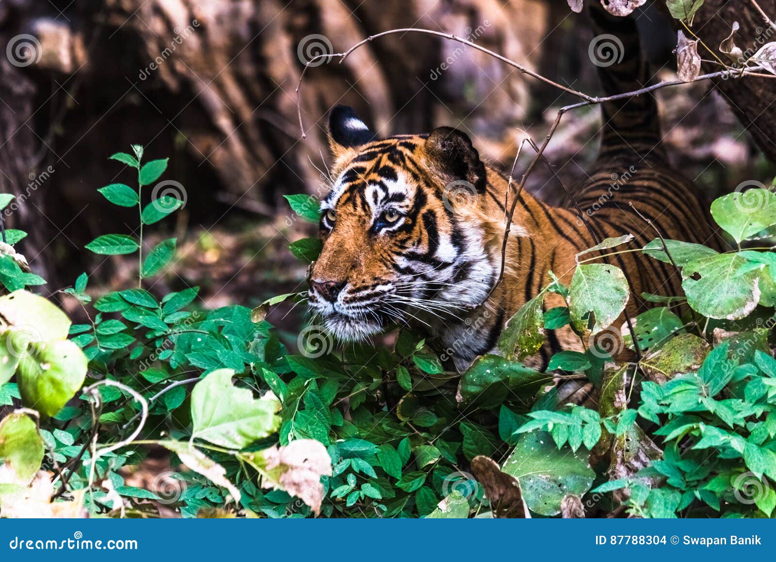 Royal Bengal Tiger T-24 Ustaad Stock Photo - Image of bengal, feline ...
