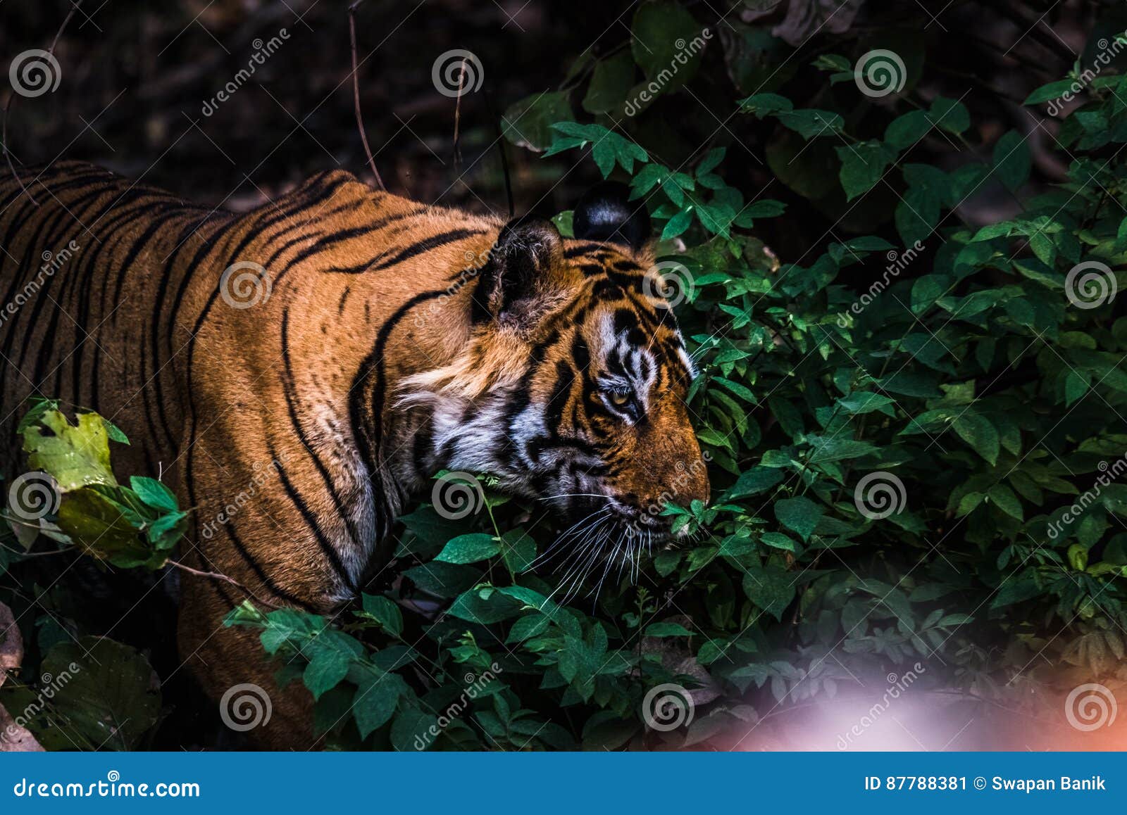 Royal Bengal Tiger T-24 Ustaad Stock Image - Image of park, looking ...
