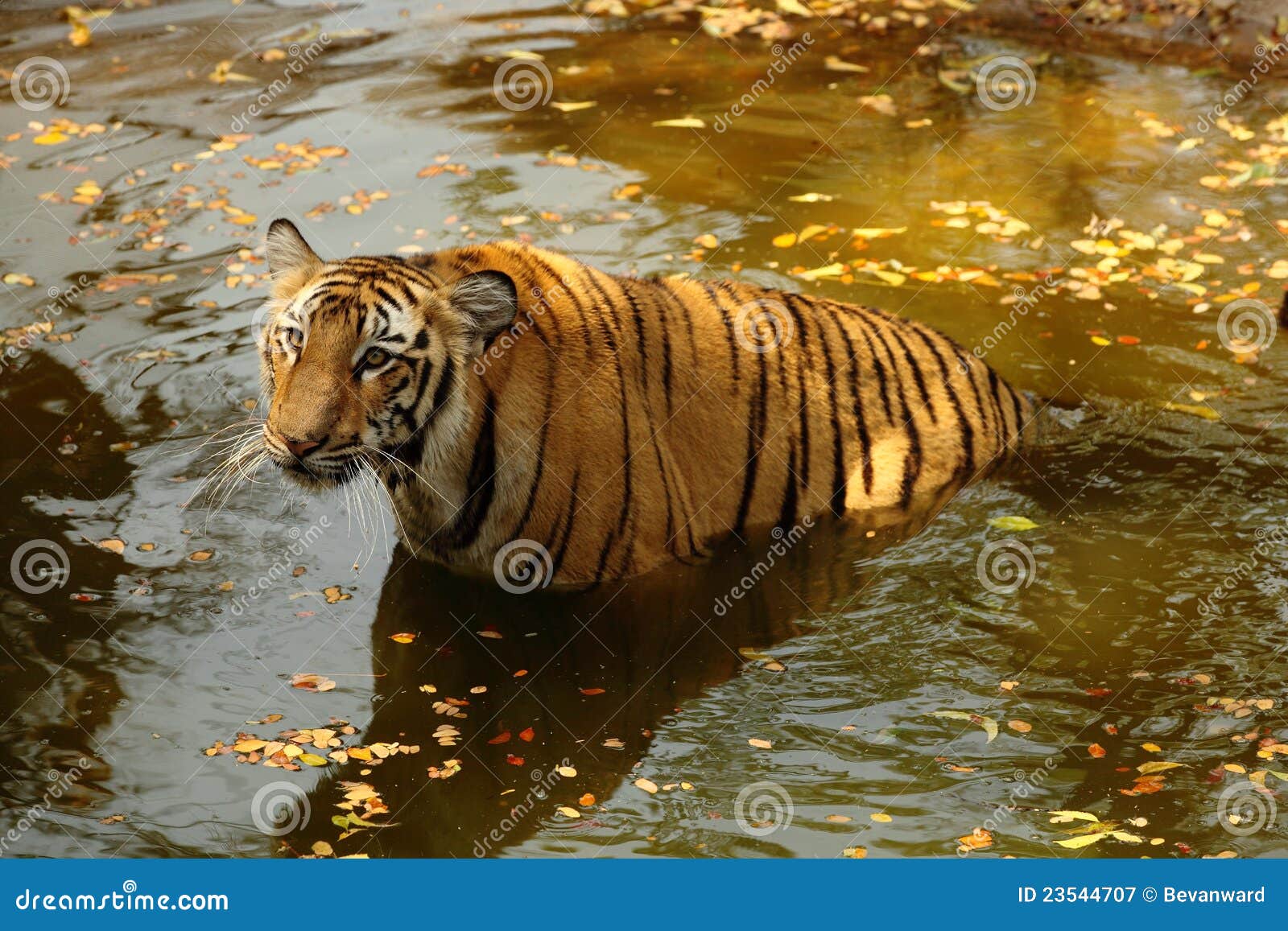 Royal Bengal Tiger In Water Stock Image - Image: 23544707