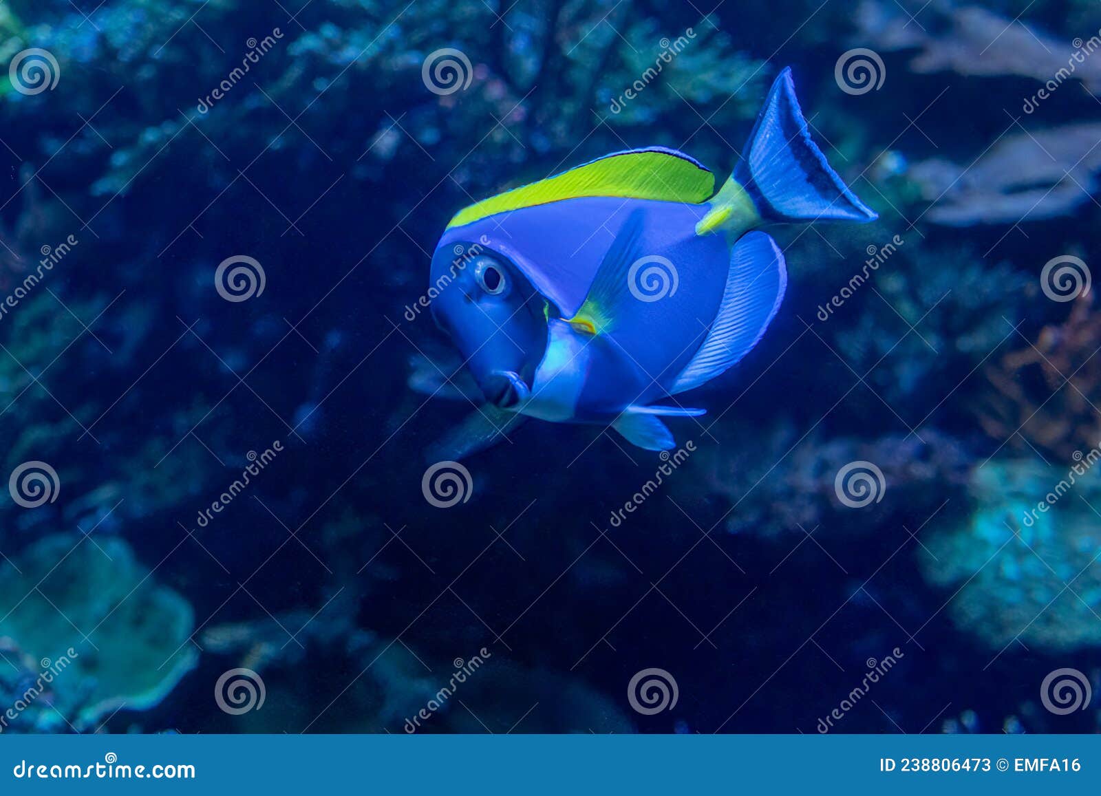Royal Blue Tang Fish Swimming Underwater Stock Image - Image of mouth ...