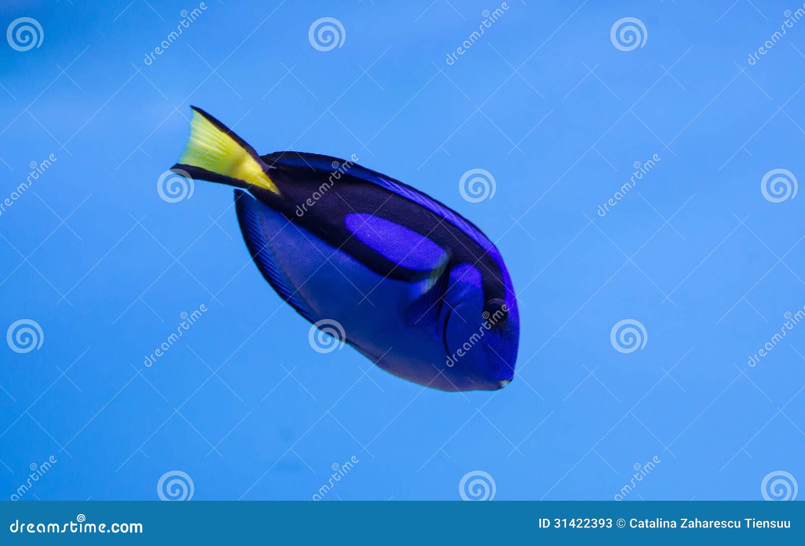 Blue Tang Stock Photo | CartoonDealer.com #2449362