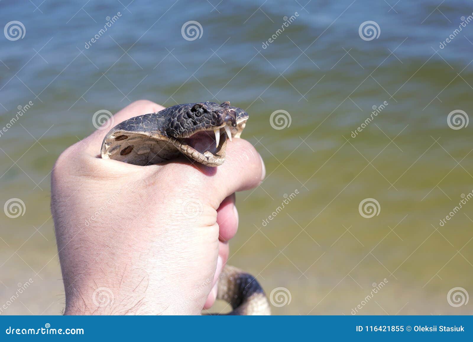 Royal cobra in hand stock image. Image of black, reptilian - 116421855