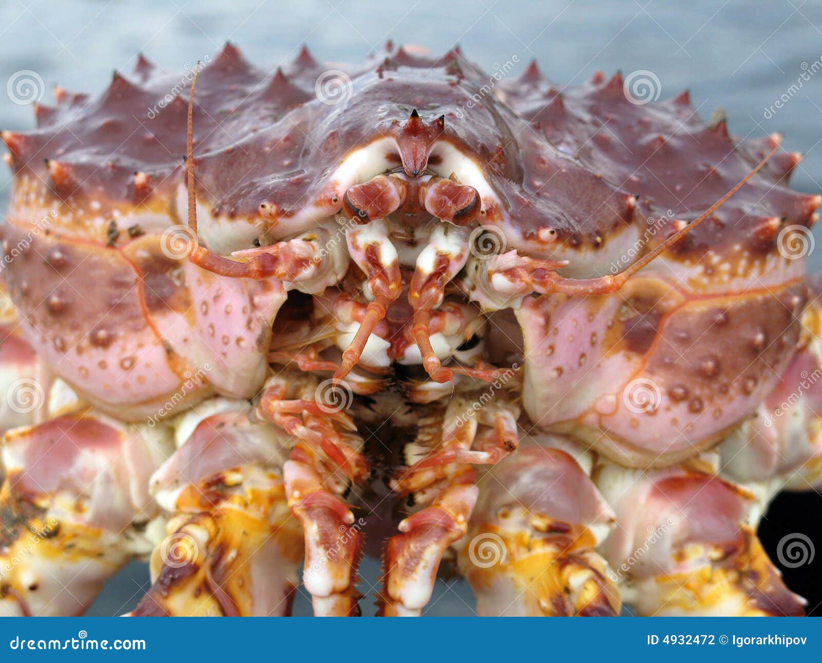 Royal crab stock photo. Image of shellfish, crab, collection - 4932472