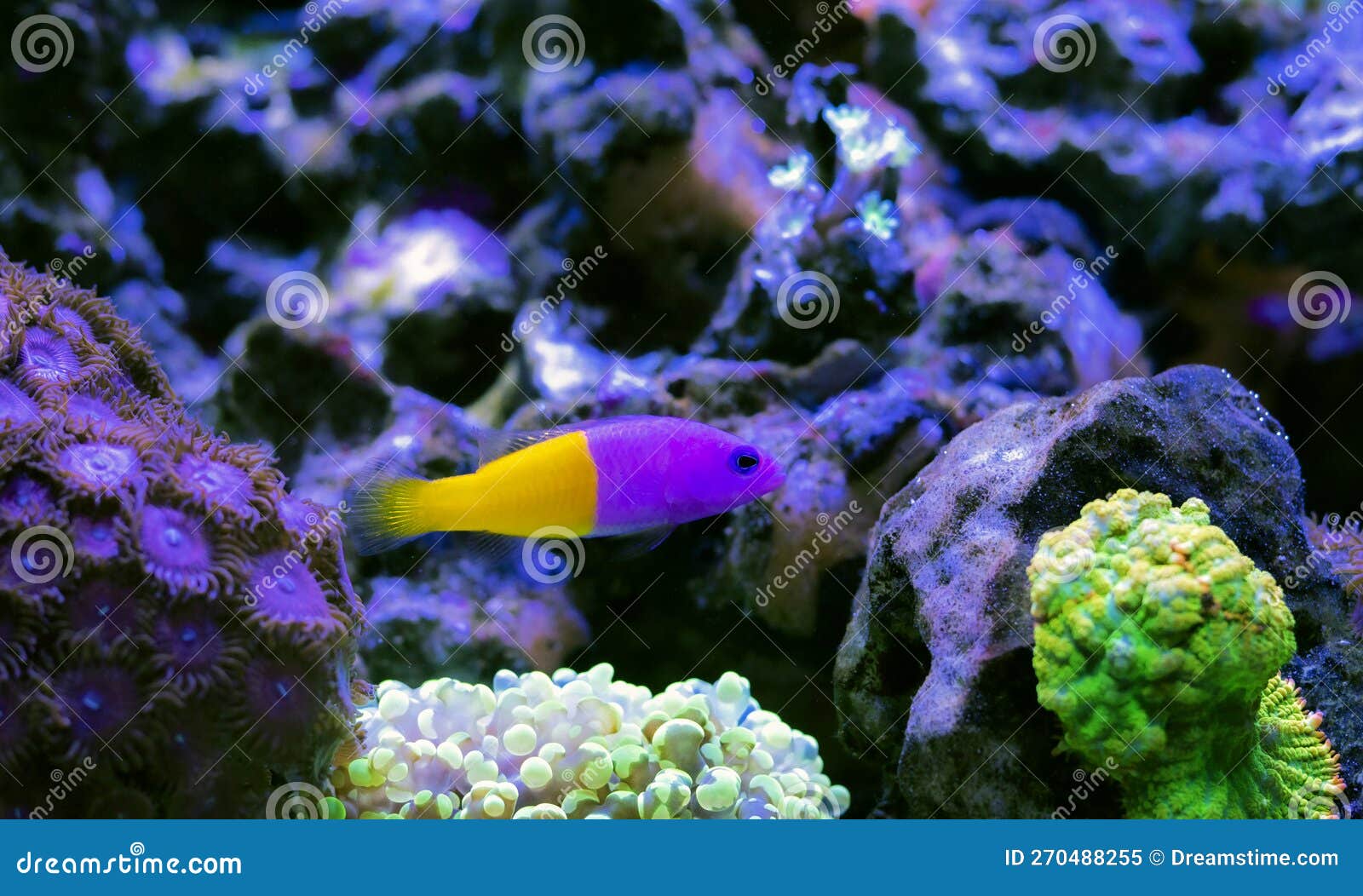 The Royal Dottyback - (Pictichromis Paccagnellorum) Stock Image - Image of false, pseudochromis ...