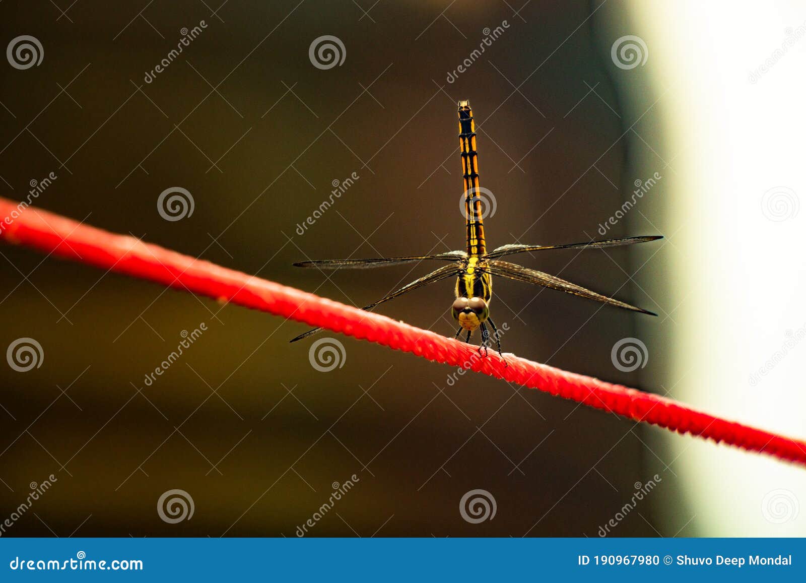 Royal Double Wing Yellow Dragonfly Stock Photo - Image of double ...