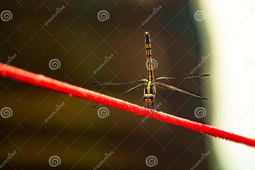 Royal Double Wing Yellow Dragonfly Stock Photo - Image of double ...
