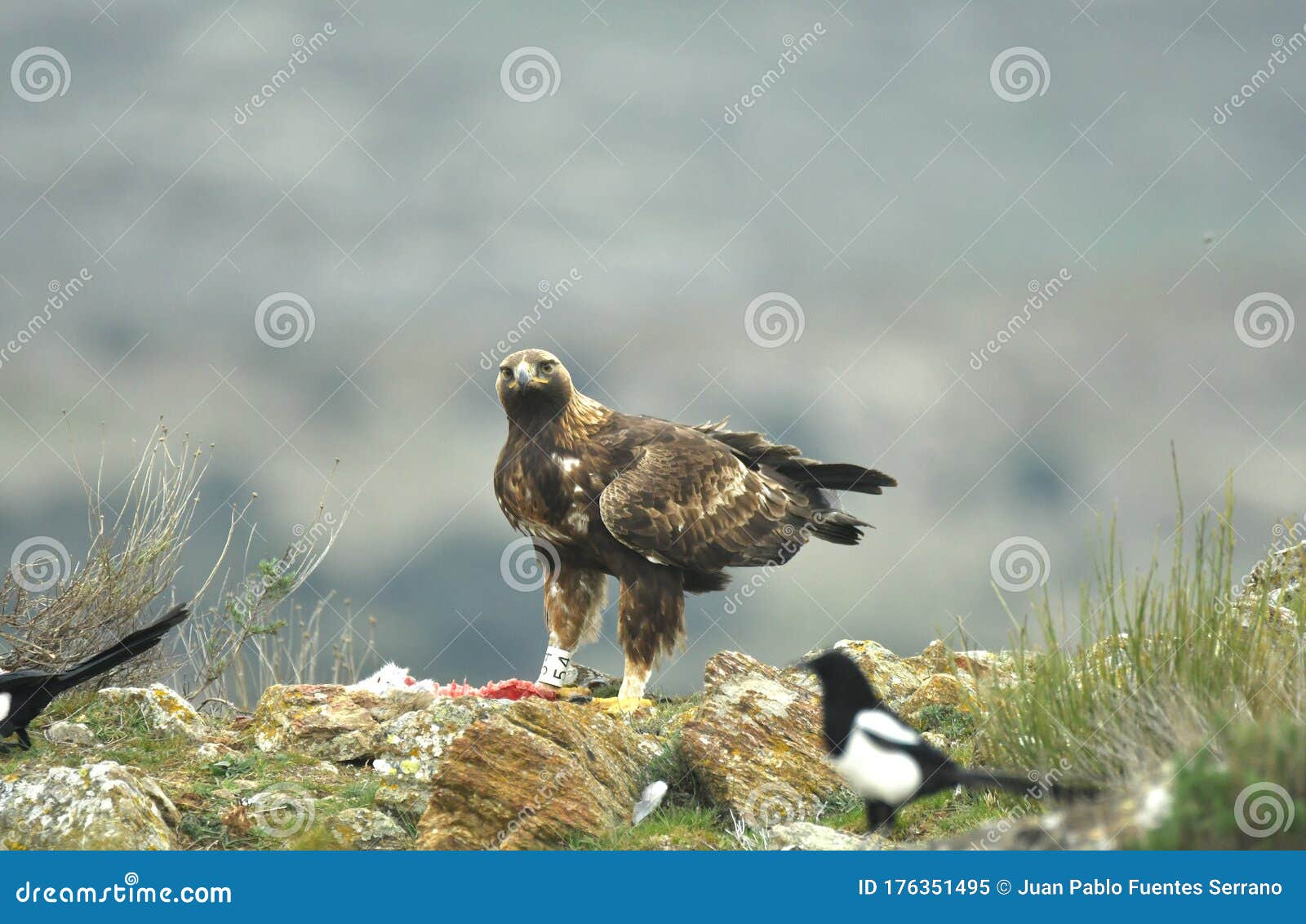 Royal eagle stock image. Image of biology, beach, gredos - 176351495