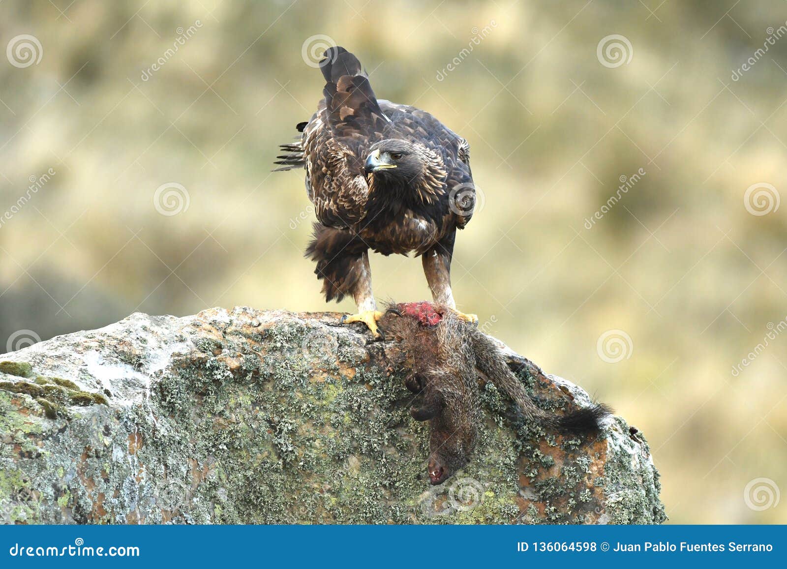 Royal Eagle with a Mongoose As Prey Stock Photo - Image of gredos ...