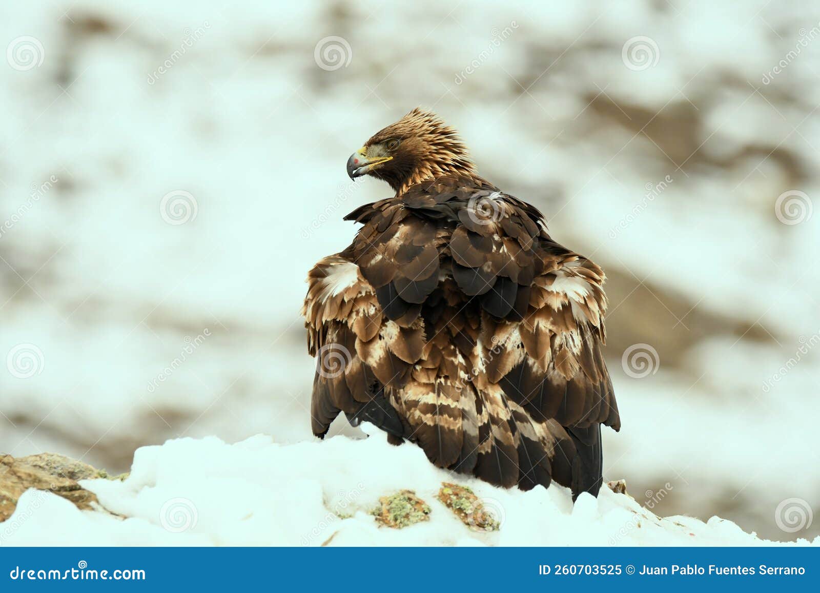 Royal Eagle in the Mountains of Avila Stock Image - Image of eagle ...