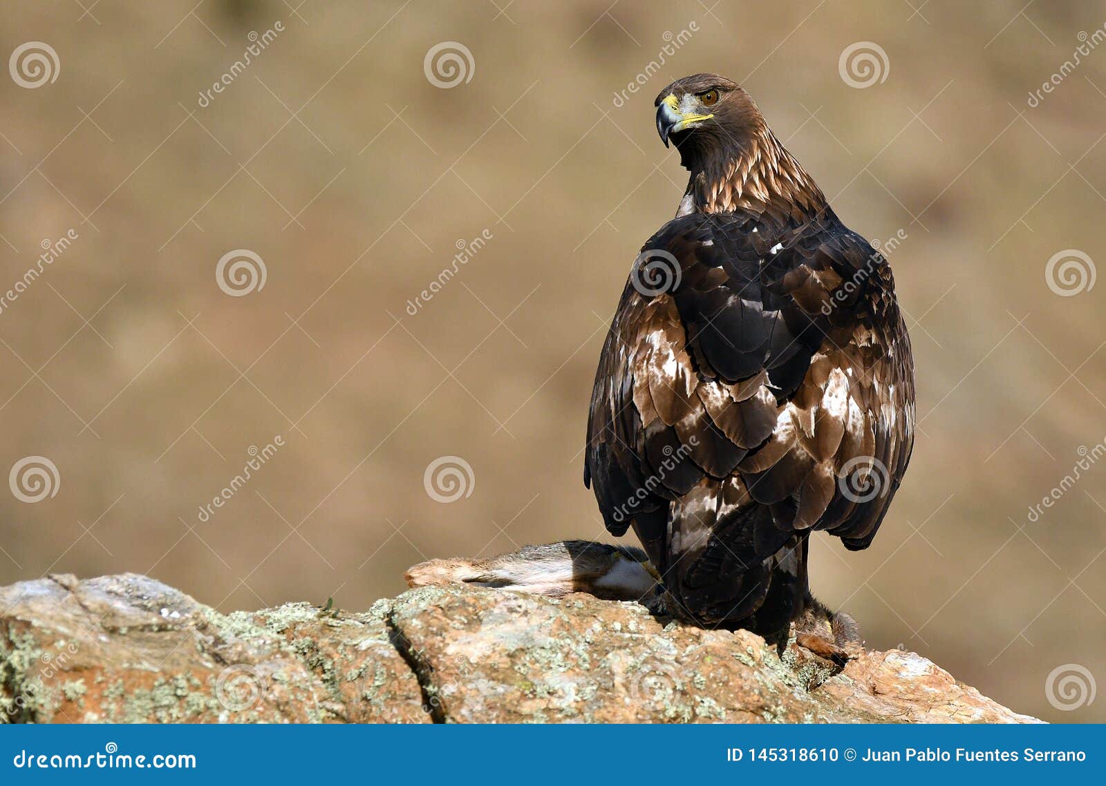 Royal Eagle Perches on the Rock Next To a Dam Stock Photo - Image of ...
