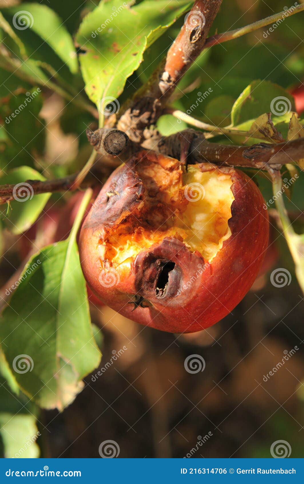 A Royal Gala Apple Damaged by Hail Stock Photo - Image of hail ...