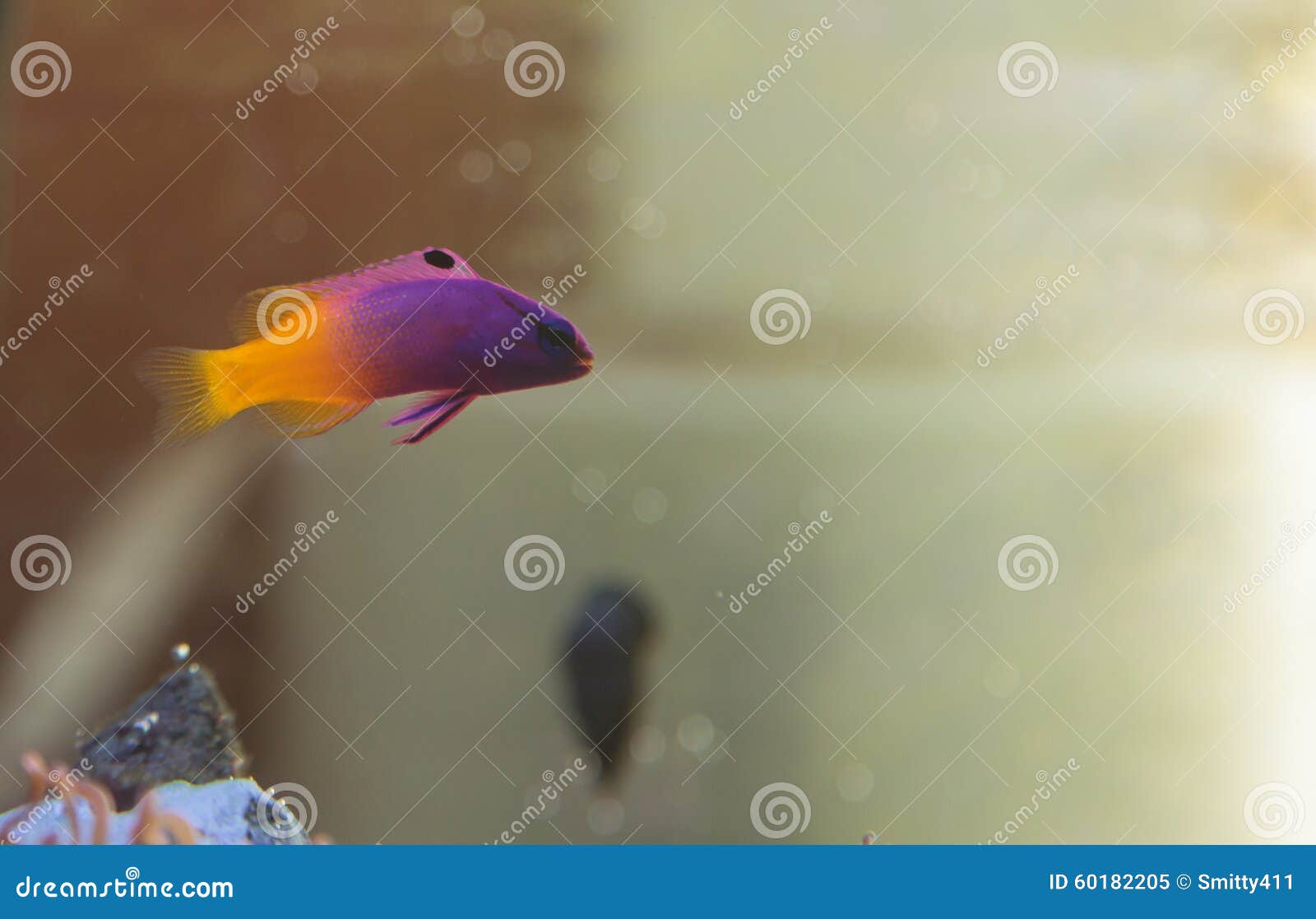 105 Gramma Fish Stock Photos - Free & Royalty-Free Stock Photos from ...