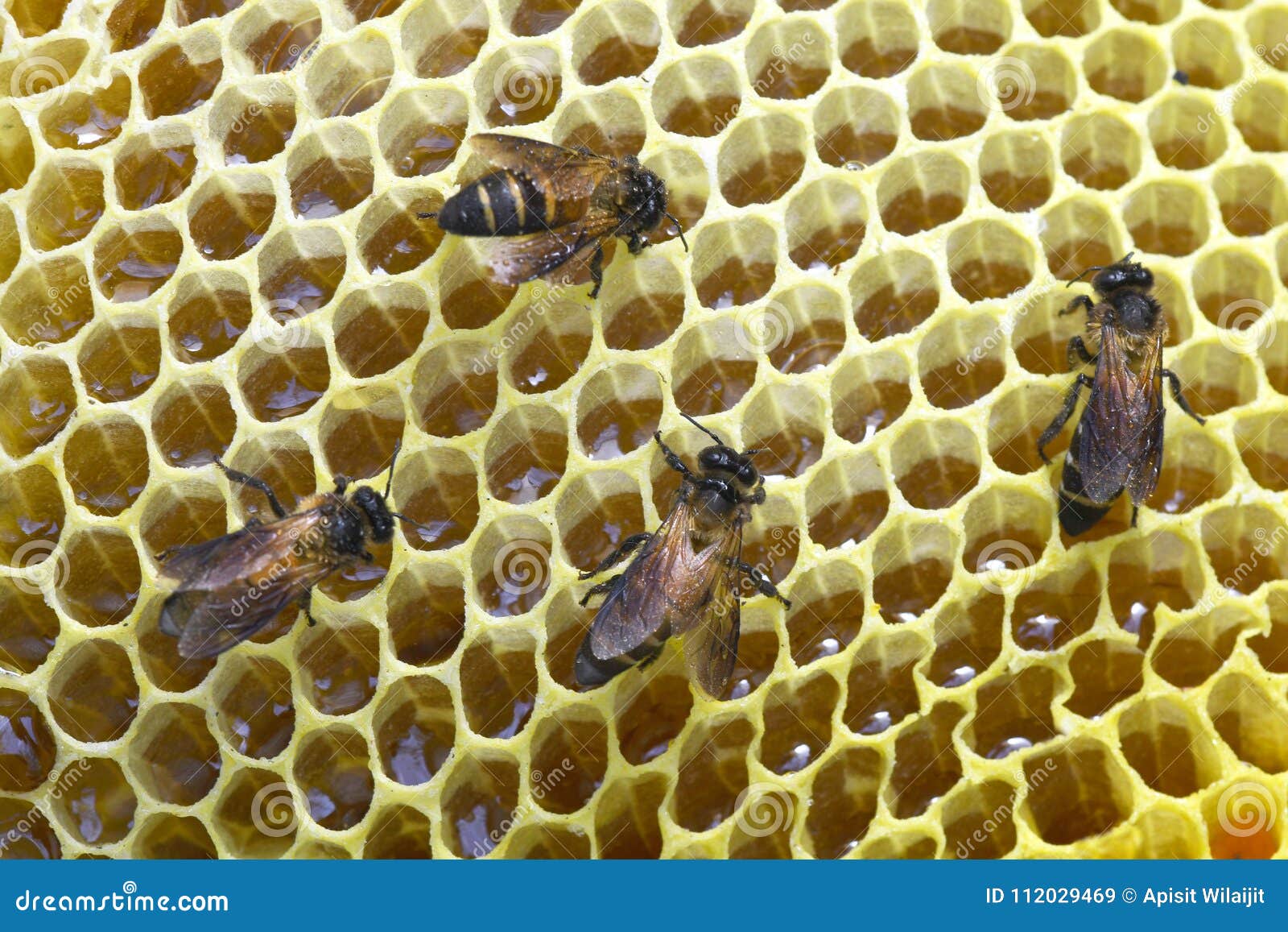 Royal Honey Bee with Honey in Bee Hive. Stock Image - Image of objects ...