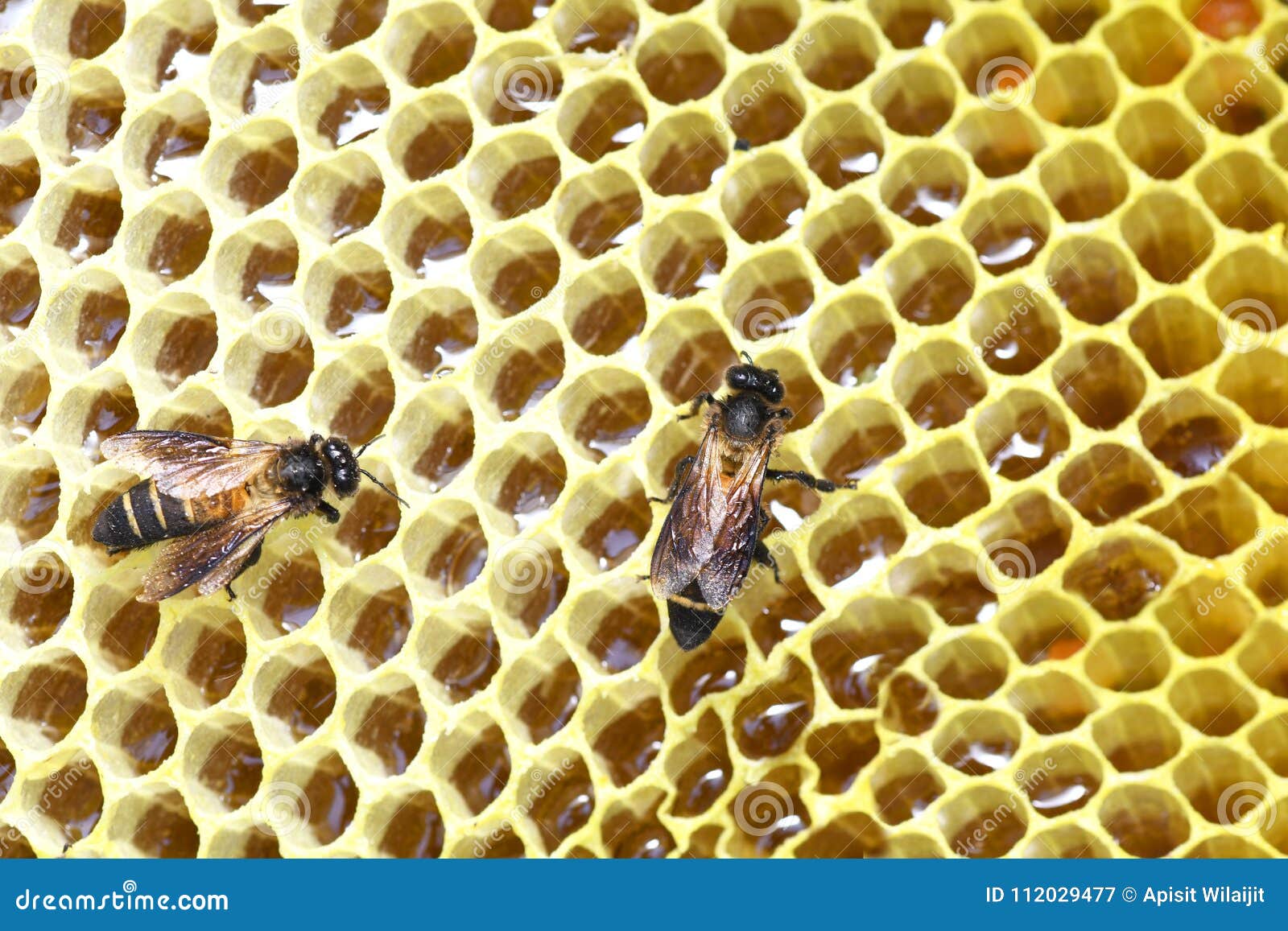 Royal Honey Bee with Honey in Bee Hive. Stock Image - Image of leaf ...