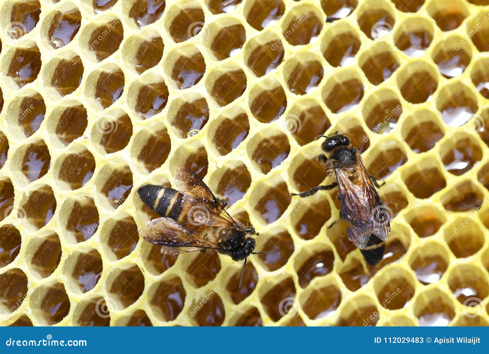 The Hive At Royal Botanic Gardens, Kew,London, England Stock ...