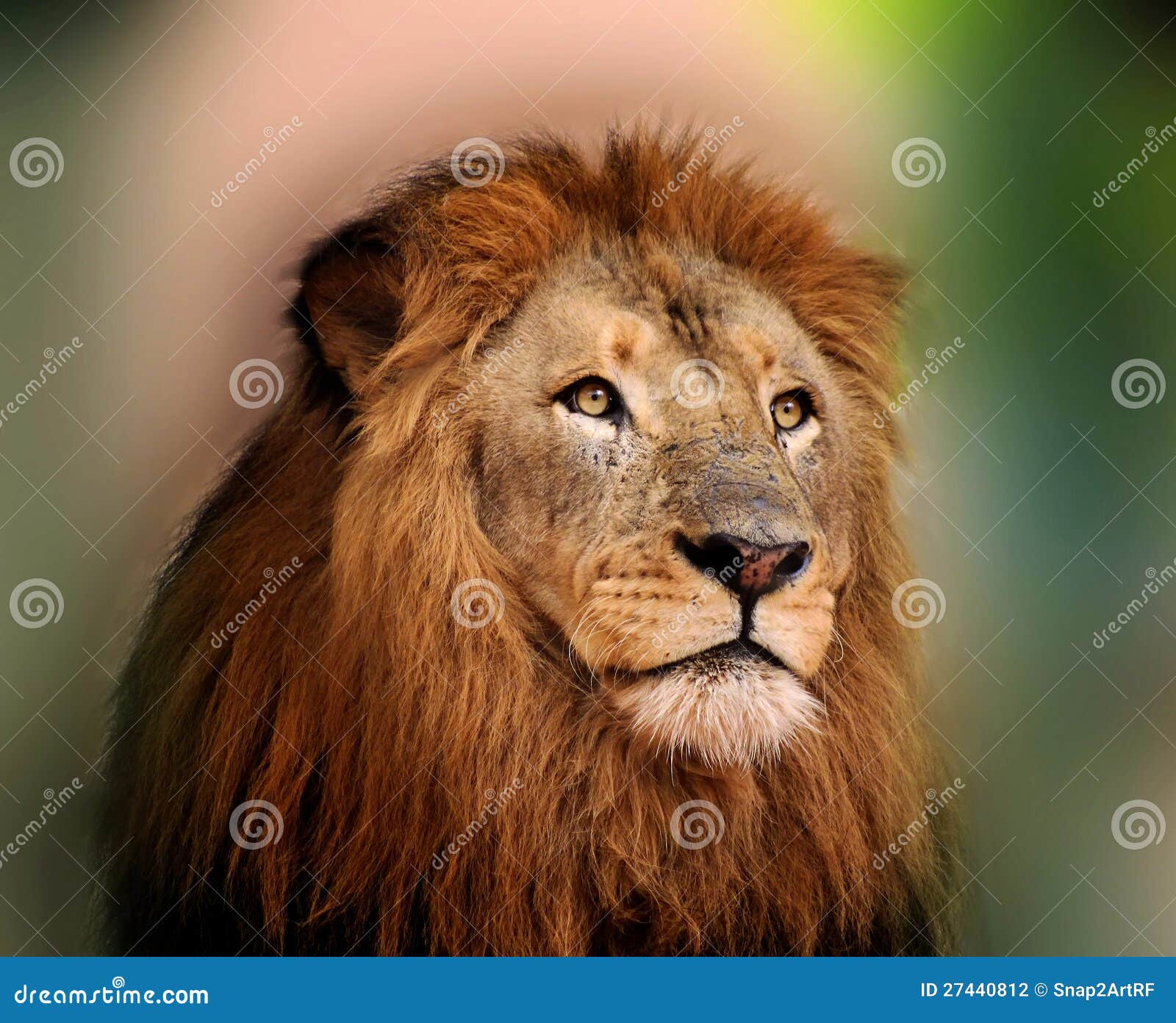Royal King Lion with Sharp Bright Eyes Stock Photo - Image of piercing ...