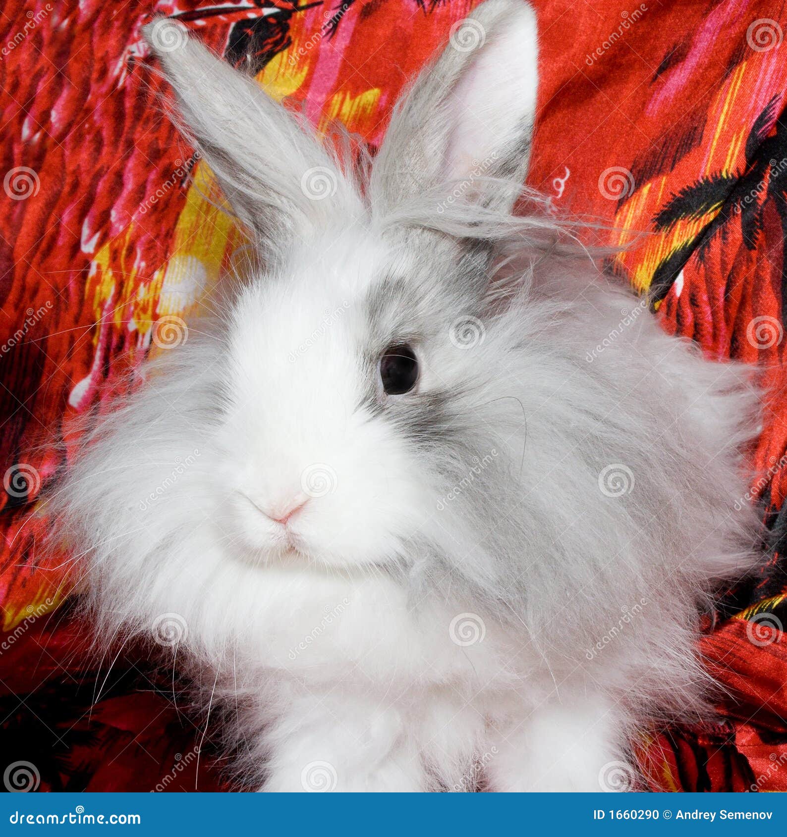 The royal lion s rabbit stock photo. Image of diminutive - 1660290