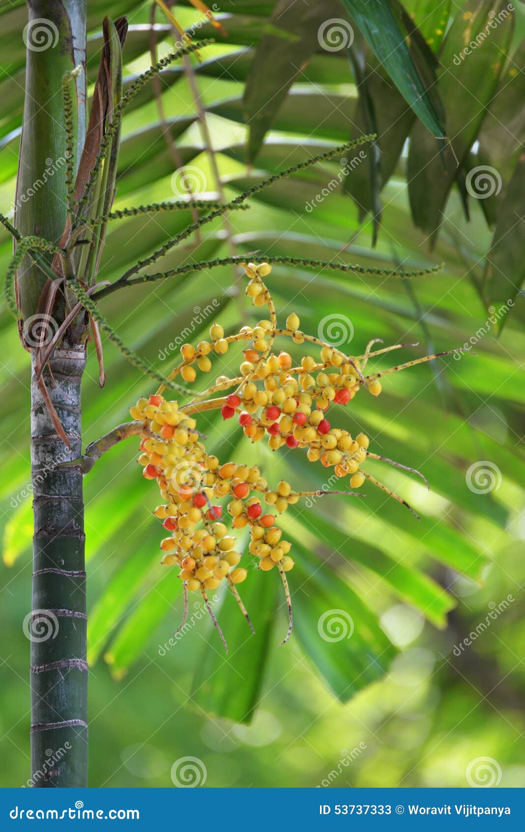 Royal palm fruit stock image. Image of regia, horticulture - 53737333