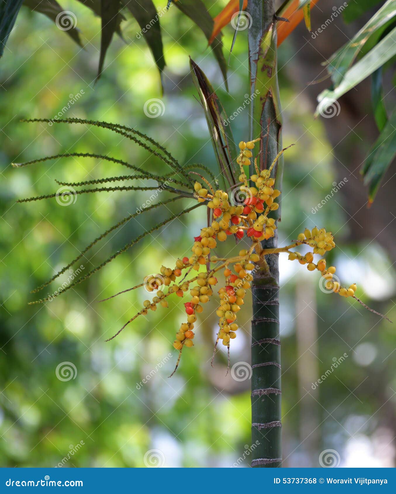 Royal palm fruit stock photo. Image of biology, flora - 53737368