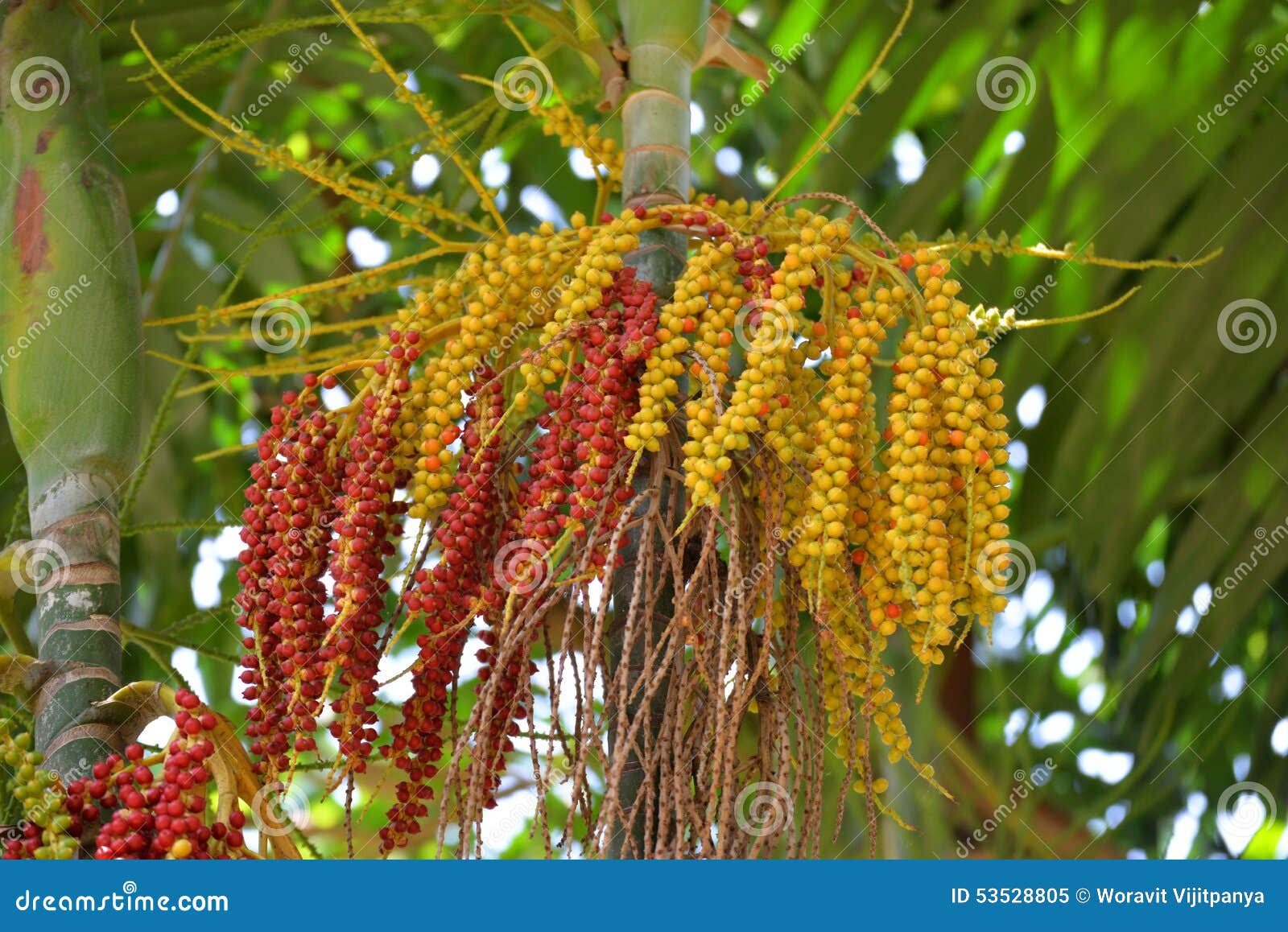 Royal palm fruit stock image. Image of green, botanical - 53528805