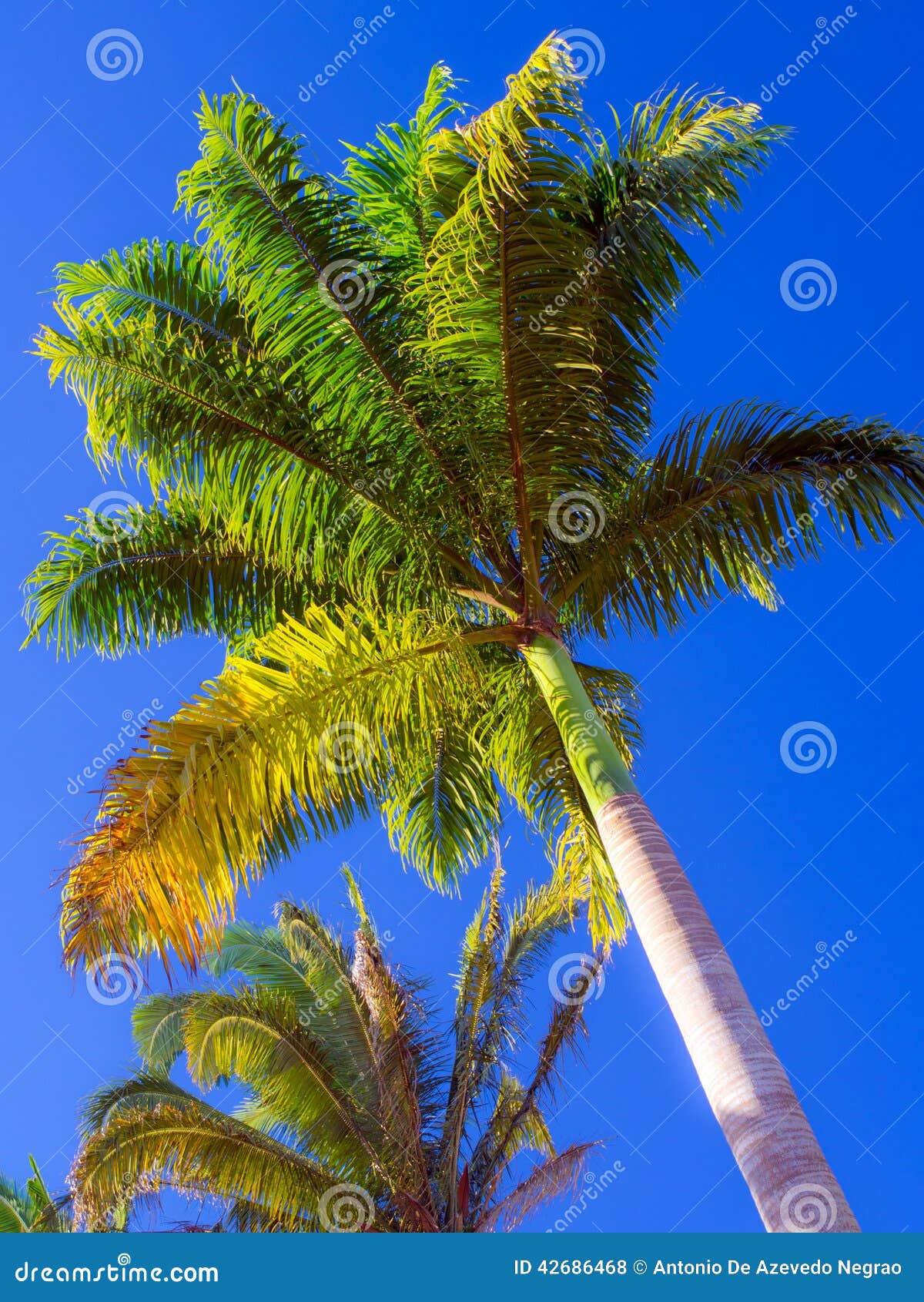 Royal palm stock photo. Image of season, blue, stem, royal - 42686468