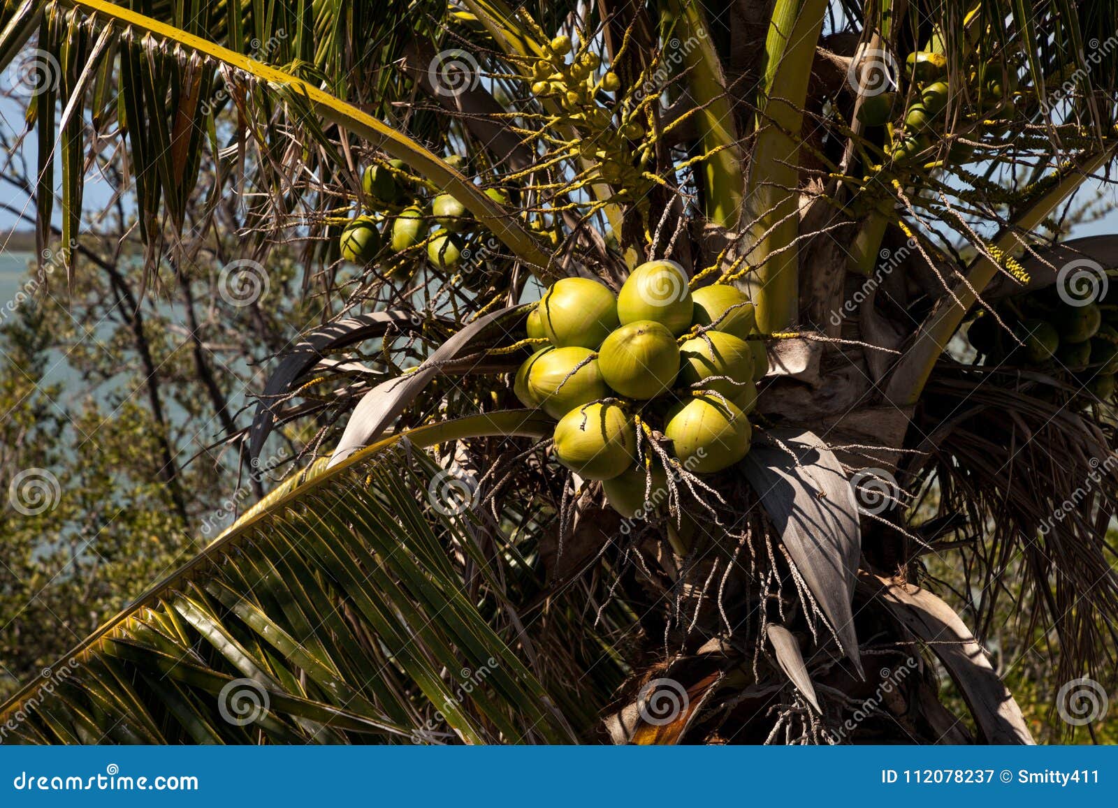 Royal Palm Tree with Coconuts Clustered among the Palm Fronds Stock ...