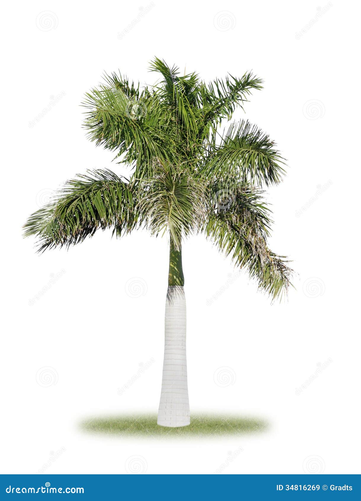 Royal palm stock image. Image of cuban, south, environment - 34816269