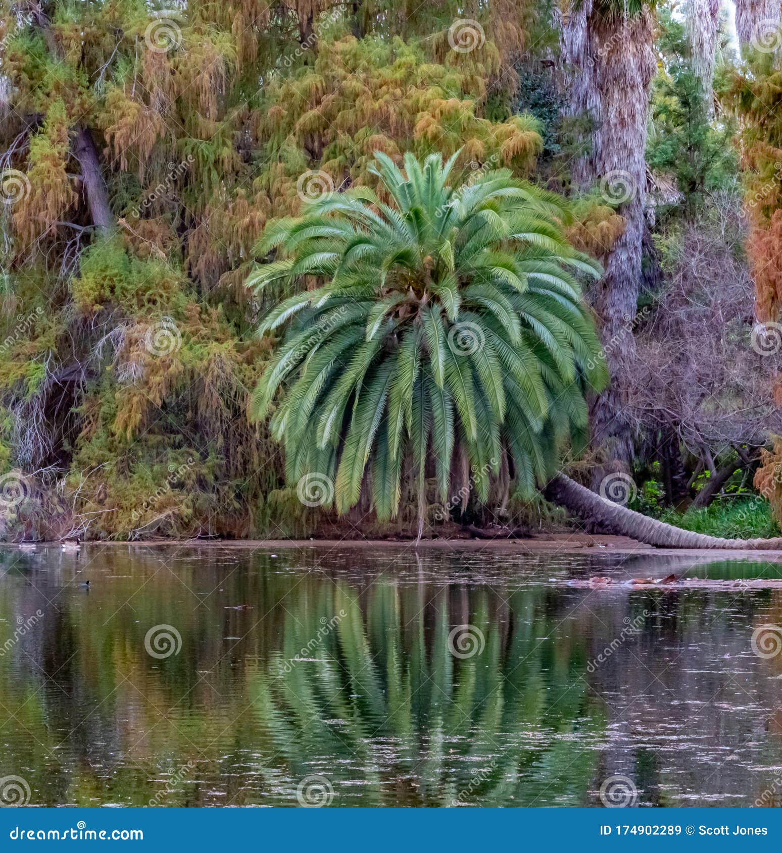 Royal Palm Grows Horizontally Stock Image - Image of reflection, palm ...